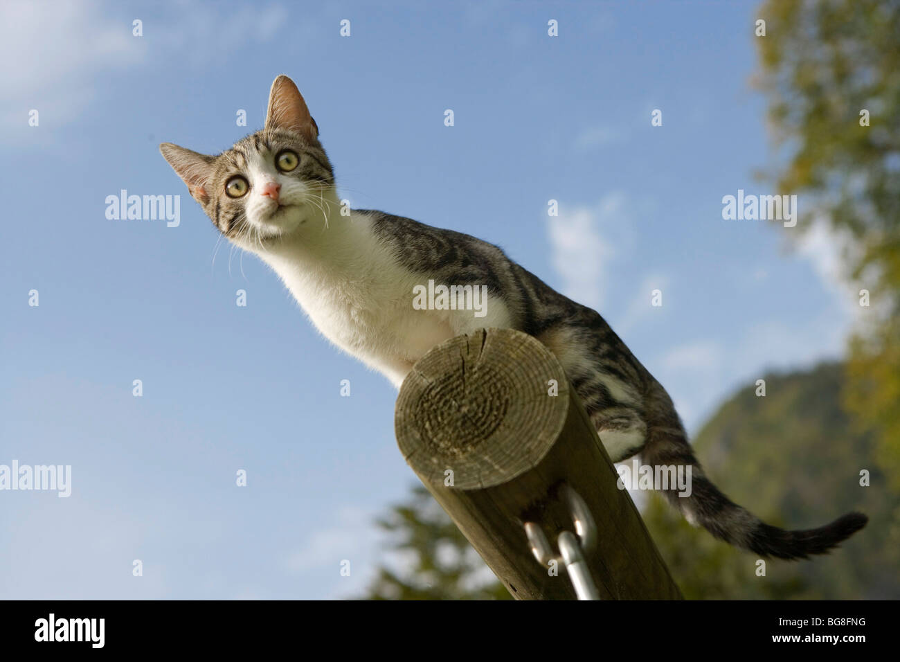 Cat kitten swing hi-res stock photography and images - Alamy