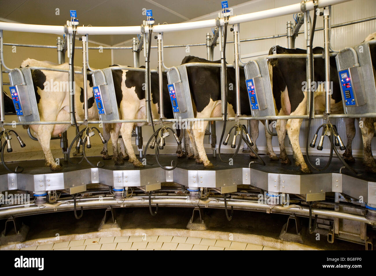 Milking room hi-res stock photography and images - Alamy