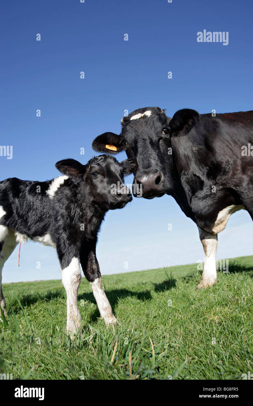 Cow and its calf Stock Photo - Alamy