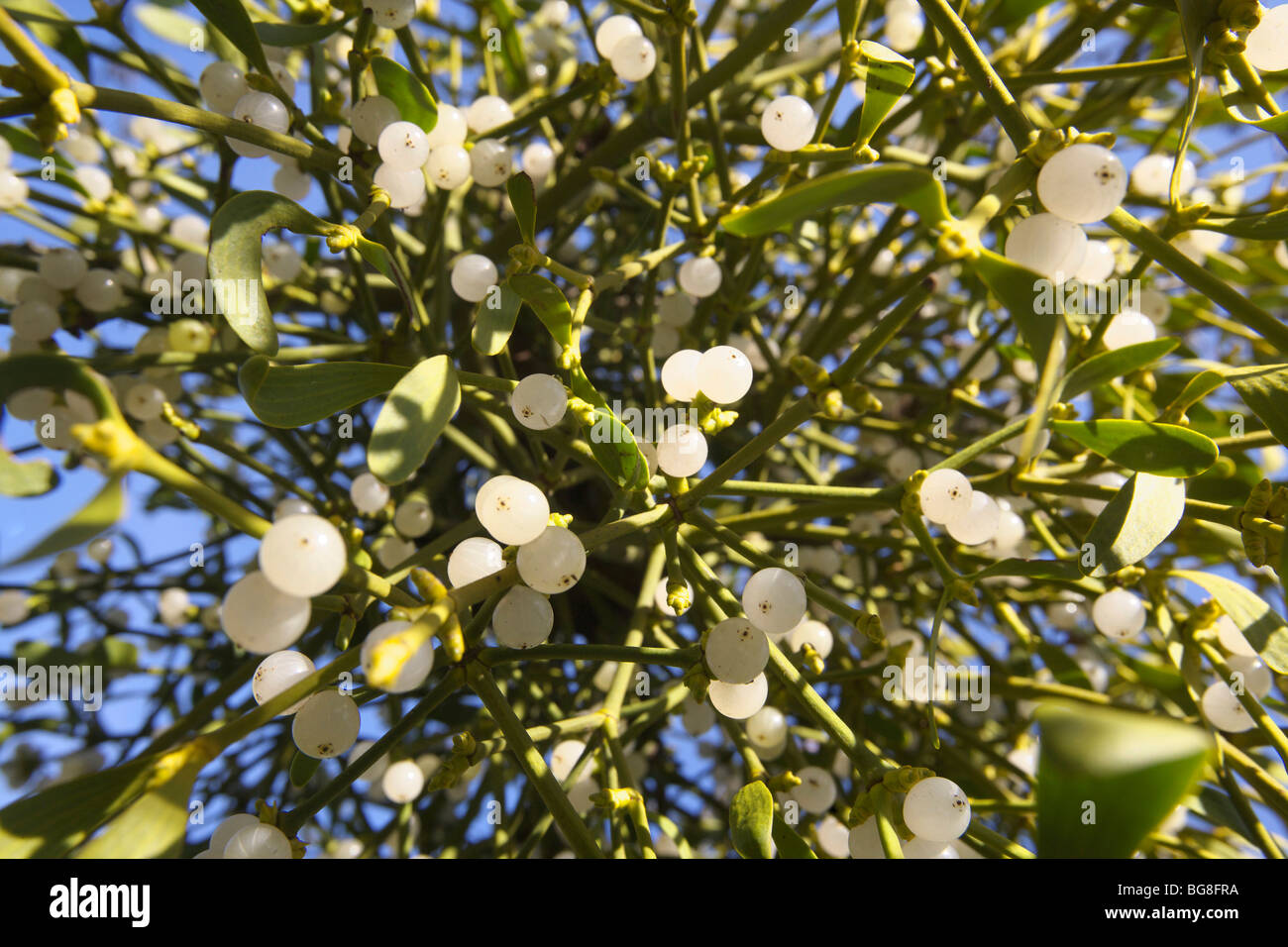 Mistletoe berry hi-res stock photography and images - Alamy