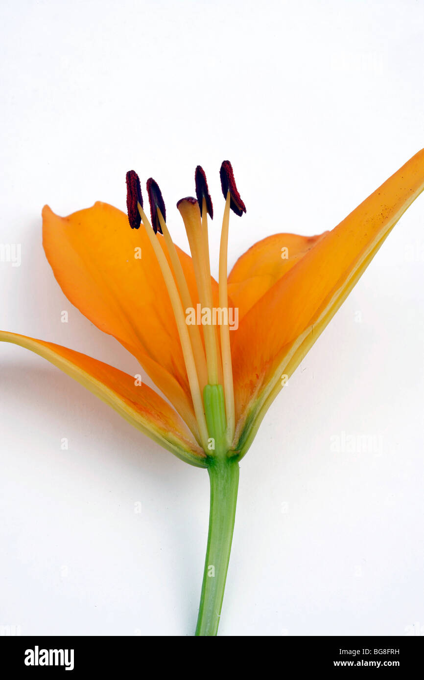 Blindweed hi-res stock photography and images - Alamy