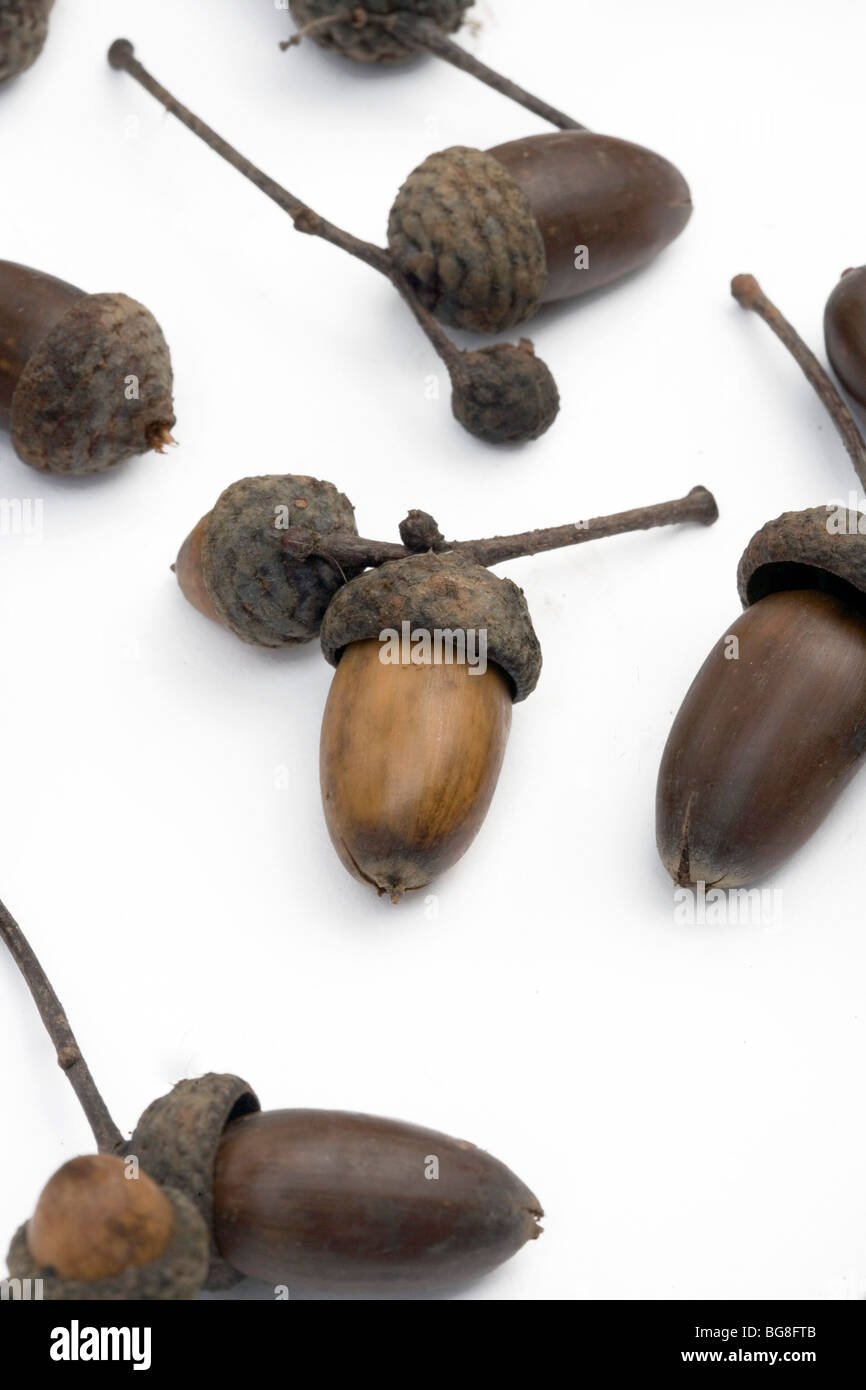 Acorn oak tree fruit hi-res stock photography and images - Alamy