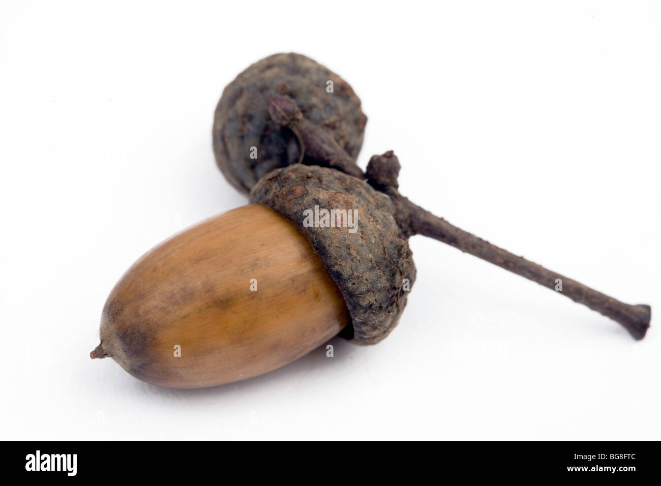 Acorn oak tree hi-res stock photography and images - Alamy
