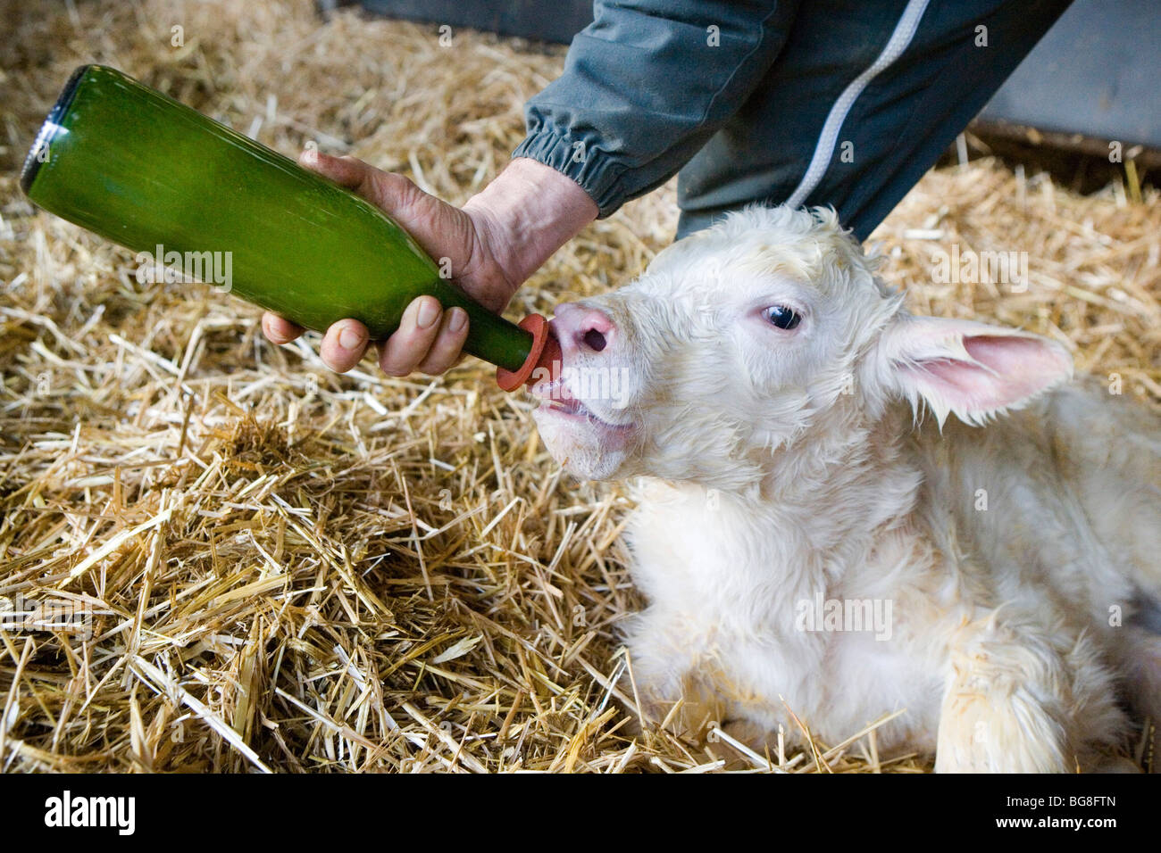 Calving of a "Charolaise" cow Stock Photo - Alamy