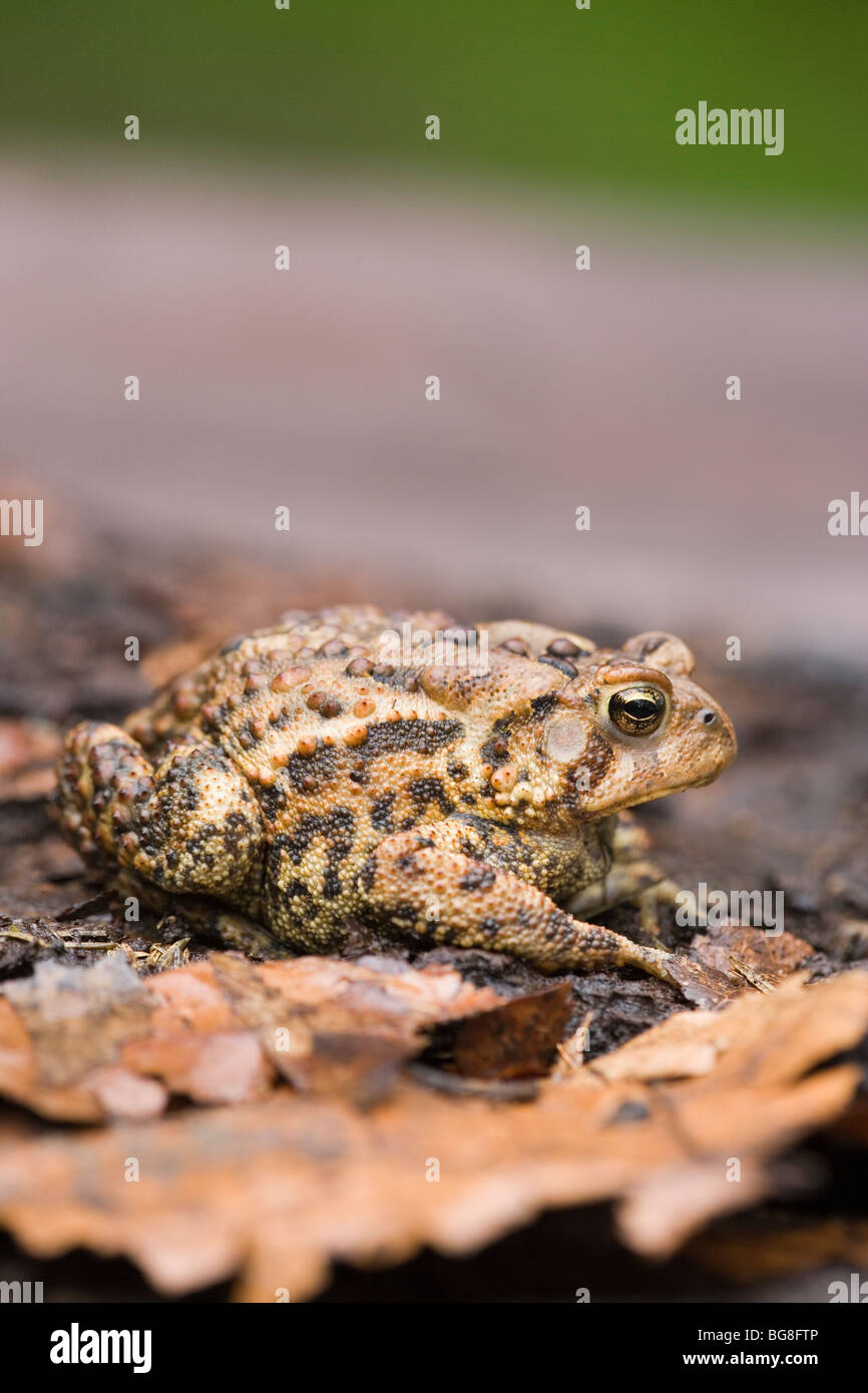 American Toad (Bufo americana). Squatting by the roadside. Pennsylvania Stock Photo - Alamy
