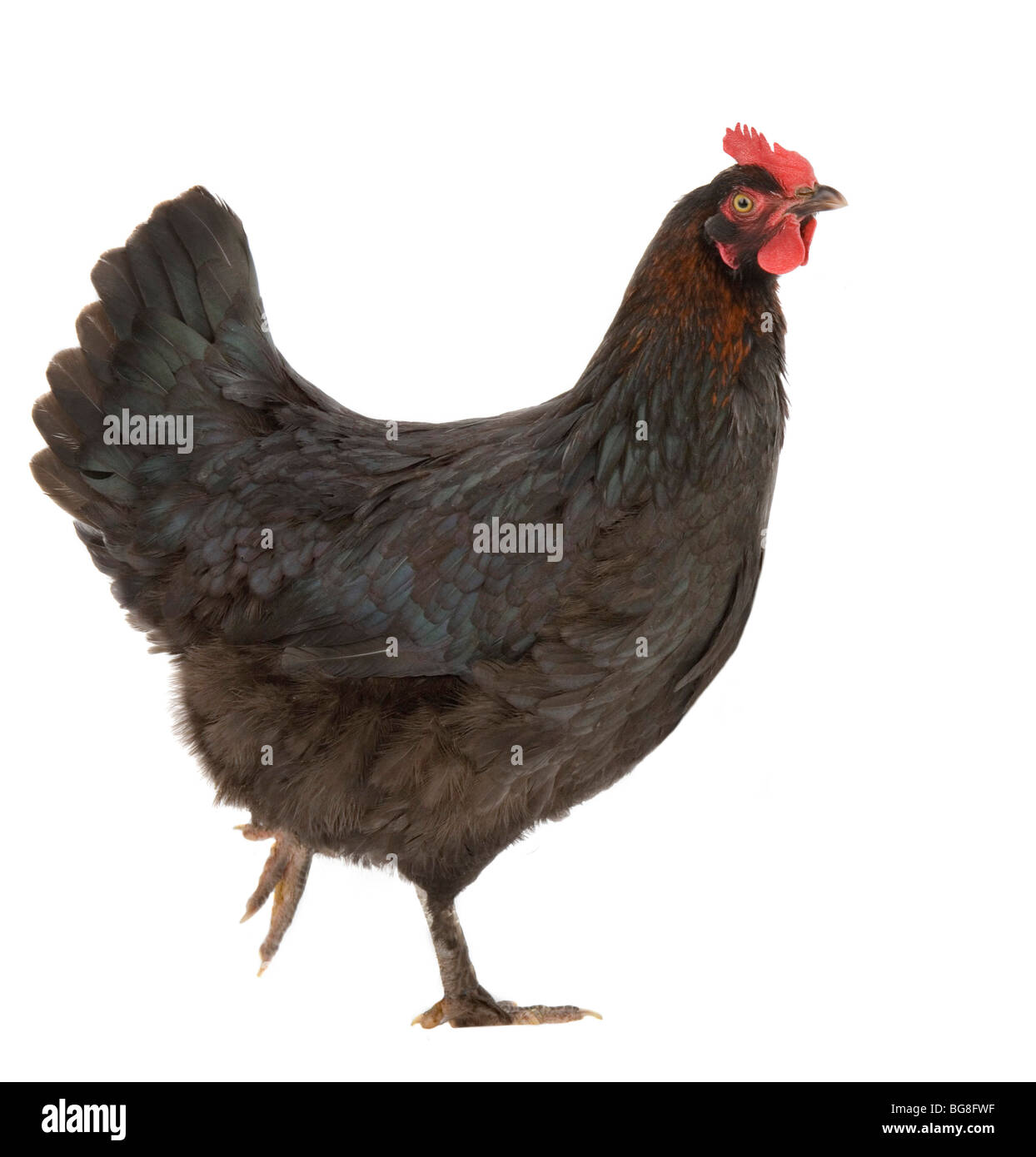 Coppery black Marans hen Stock Photo - Alamy