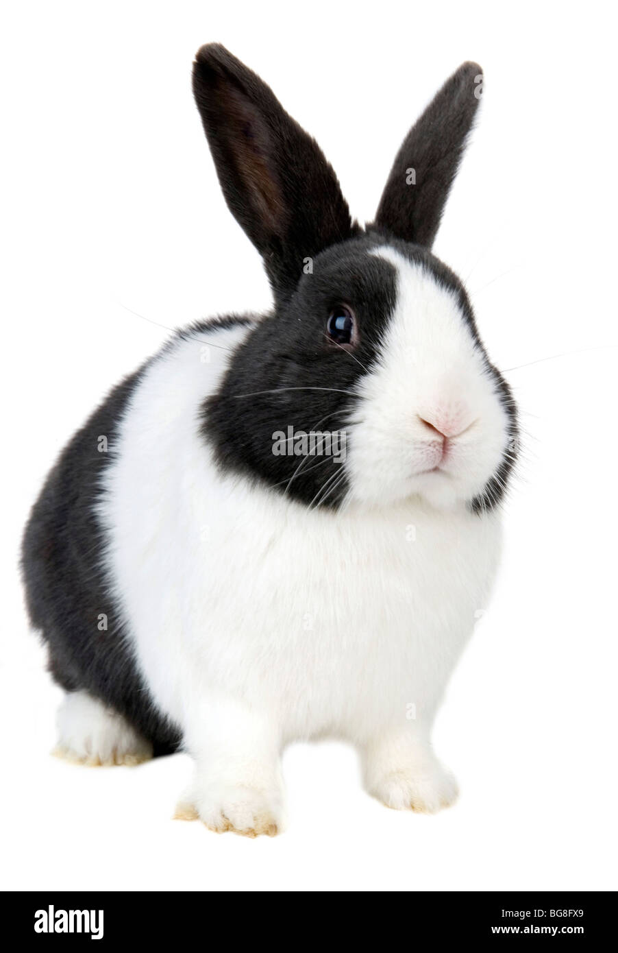 Dutch rabbit hi-res stock photography and images - Alamy