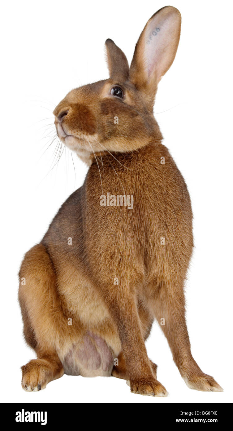 Brown hare cut out Cut Out Stock Images & Pictures - Alamy