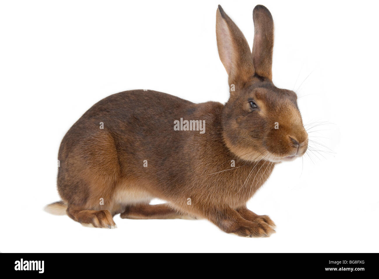 Belgium hare hi-res stock photography and images - Alamy