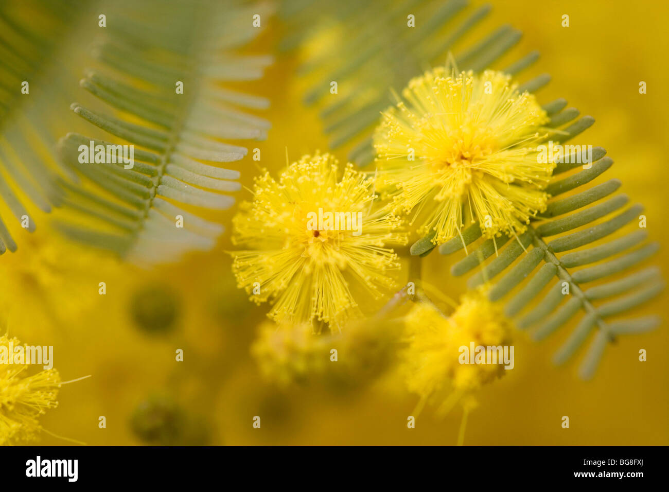 Mimosa mimosa sp hi-res stock photography and images - Alamy