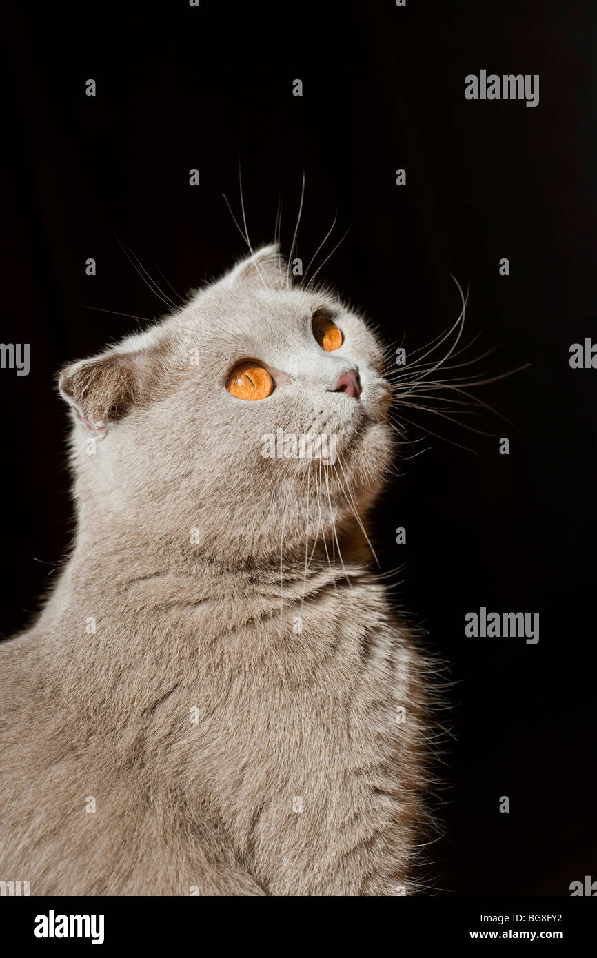 Scotish Fold female cat Stock Photo - Alamy