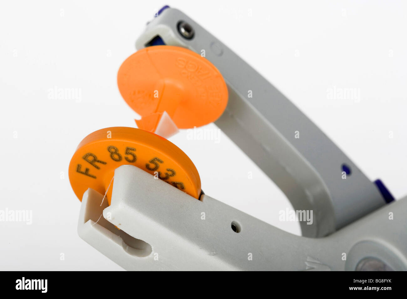 Tag used for the electronic idetification of the cattle Stock Photo - Alamy