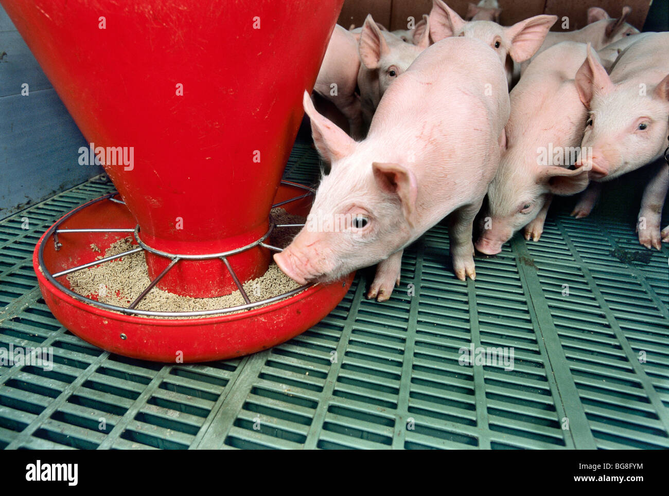 Pig feeder hi-res stock photography and images - Alamy