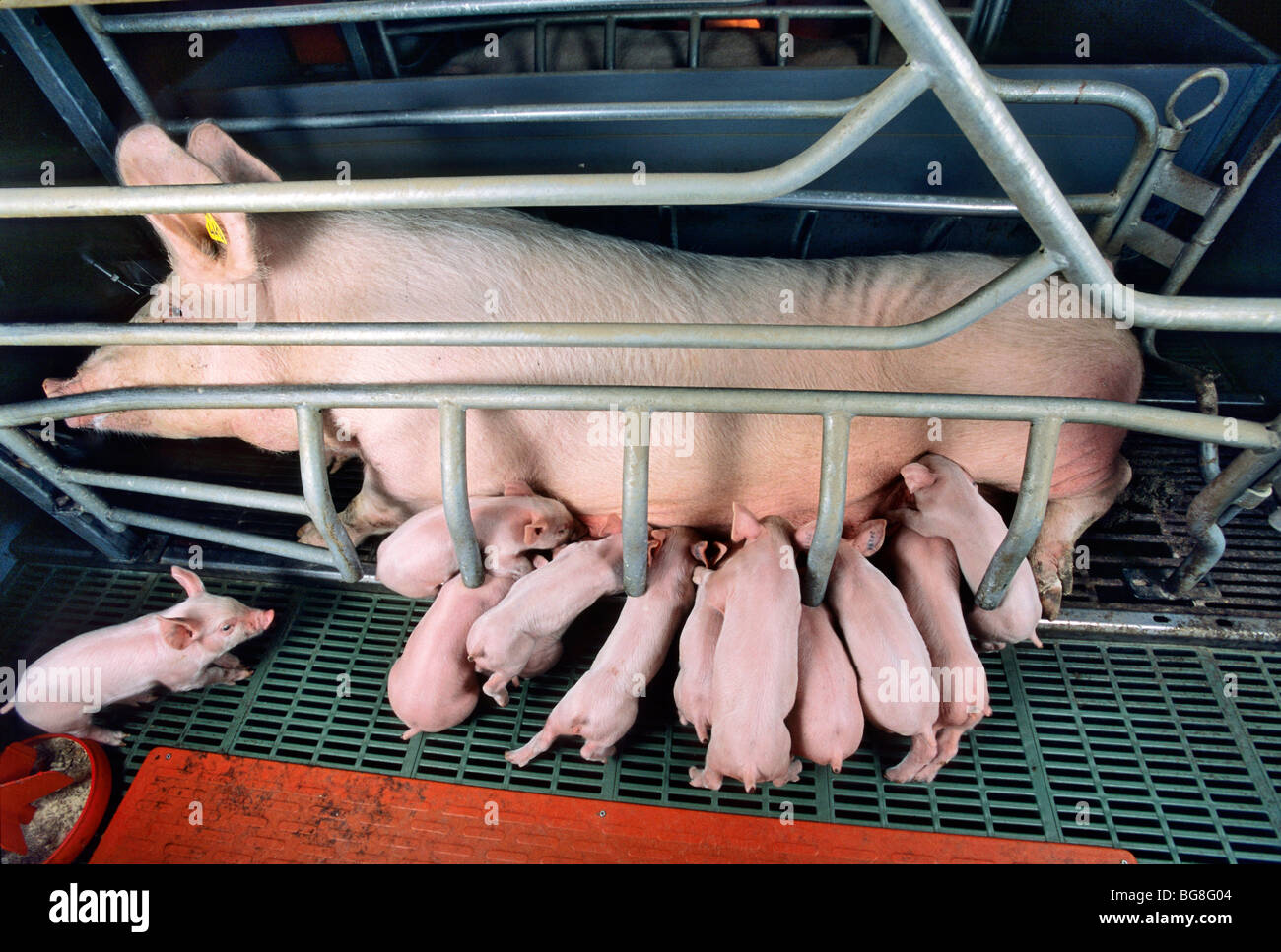 Factory porcine breeding Stock Photo - Alamy