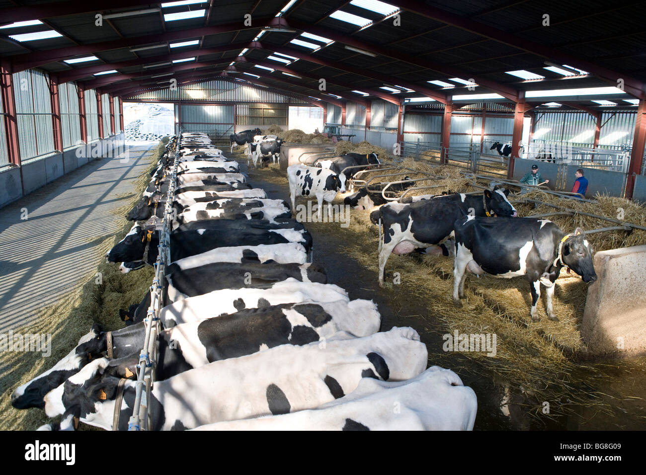 Holstein cattle breeding Stock Photo - Alamy