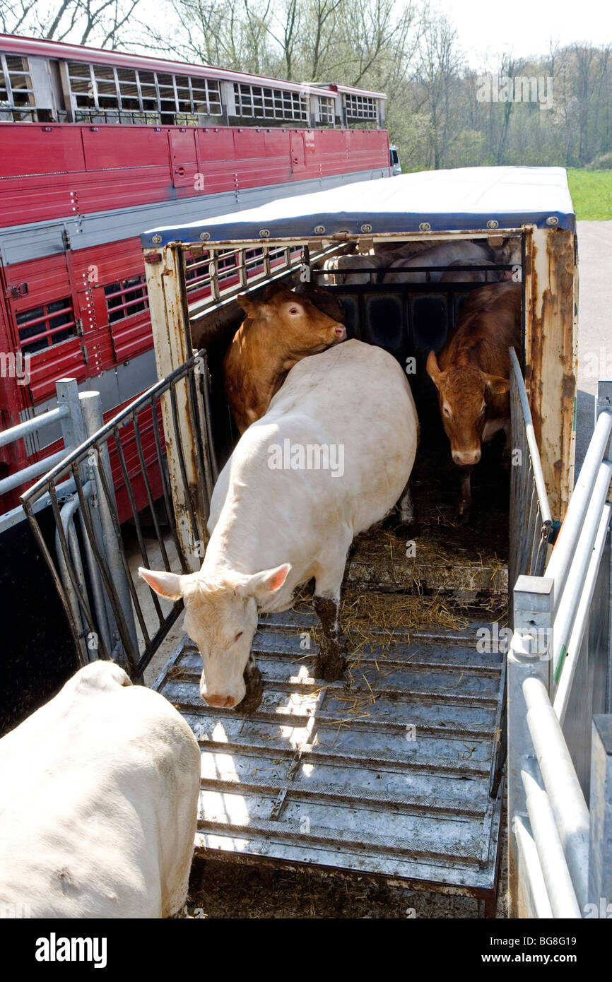 Transport of bovines in a livestock truck Stock Photo - Alamy