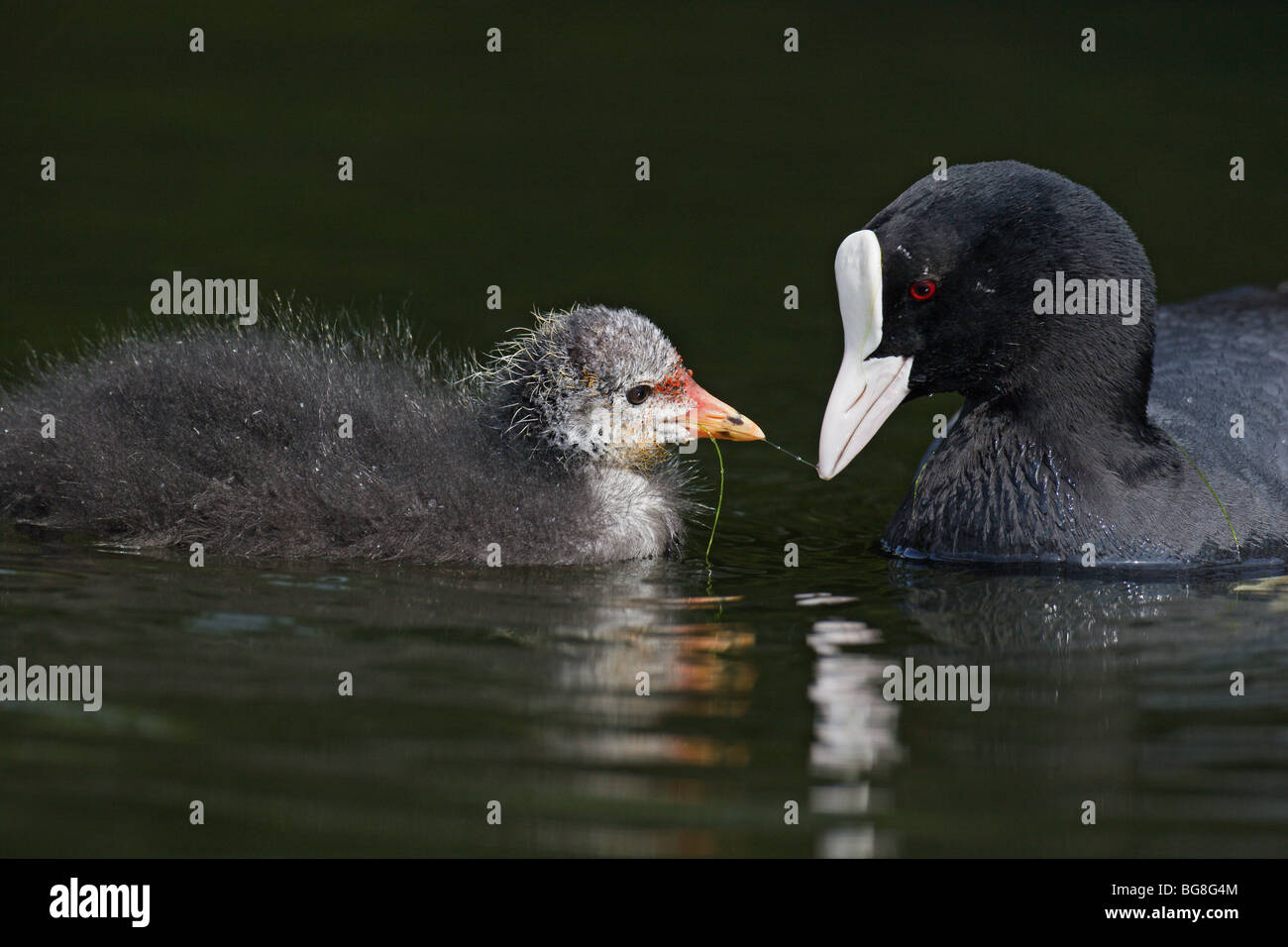 Adult female coot on water, feeding chick with algae Stock Photo - Alamy
