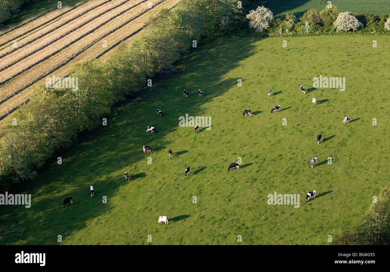 Aerial view over a cattle Stock Photo - Alamy
