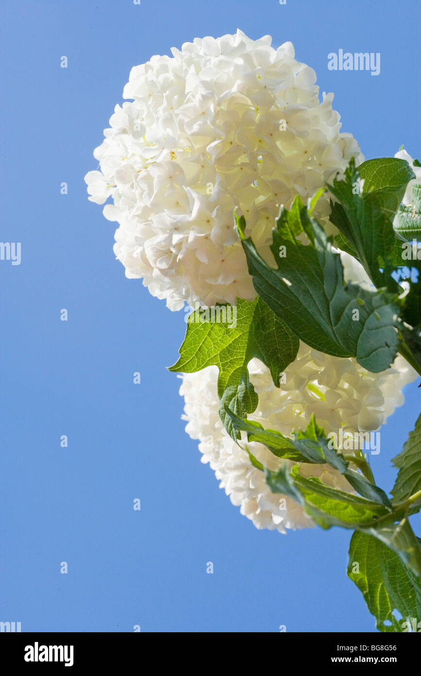 Viburnum opulus (Guelder Rose, Water Elder, European Cranberrybush ...