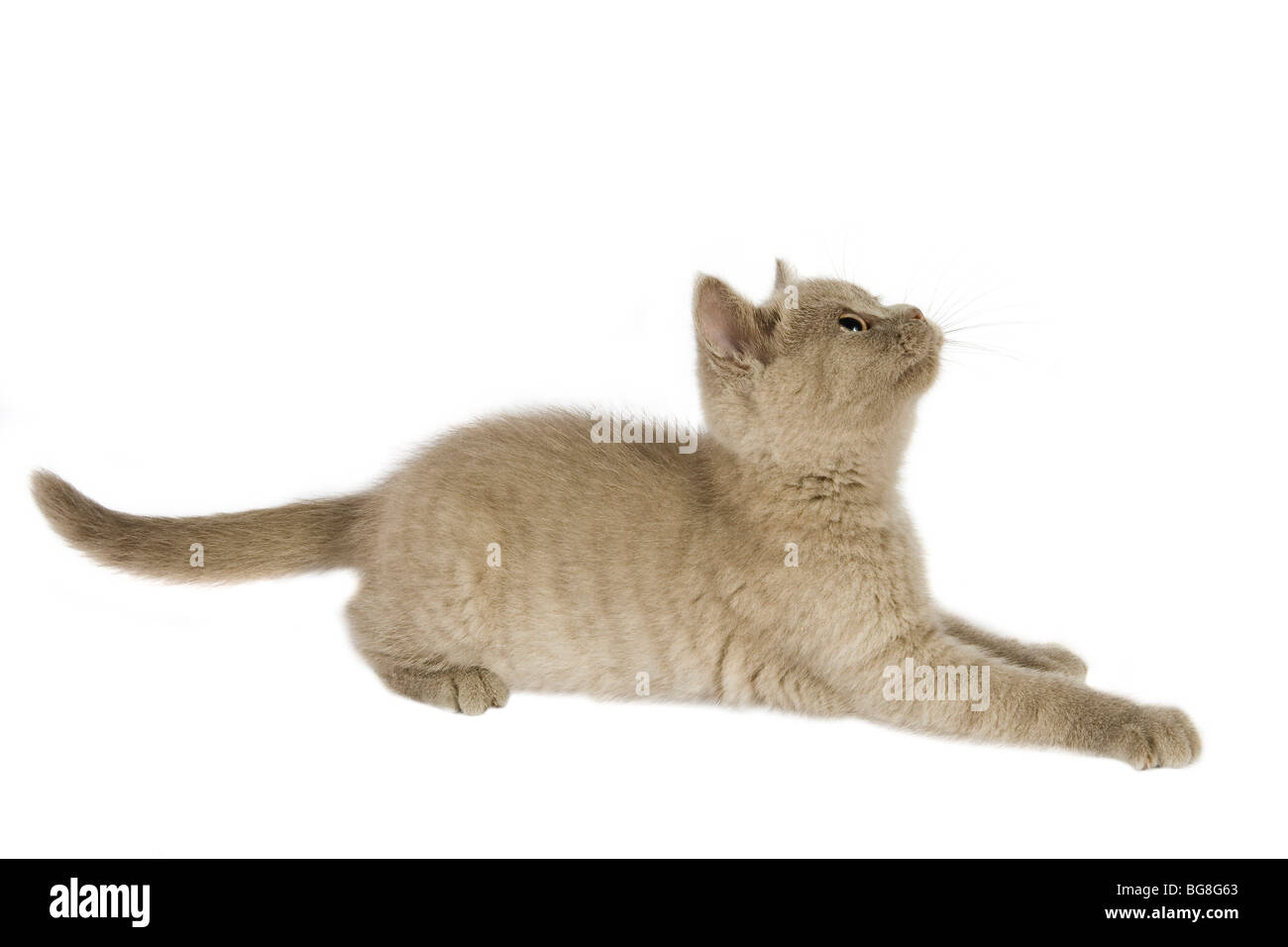 Short height Cut Out Stock Images & Pictures - Alamy