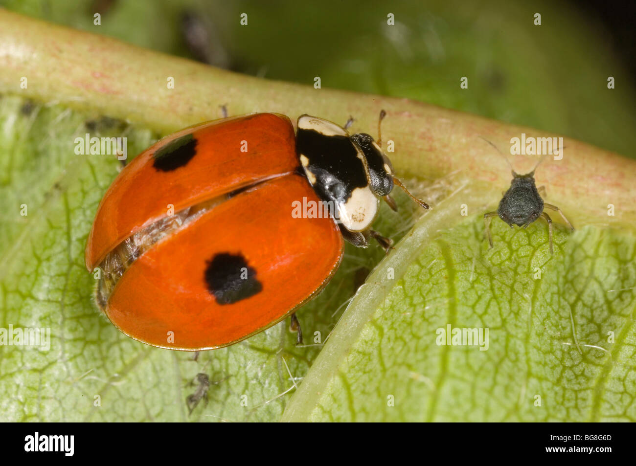 British Ladybug High Resolution Stock Photography and Images - Alamy
