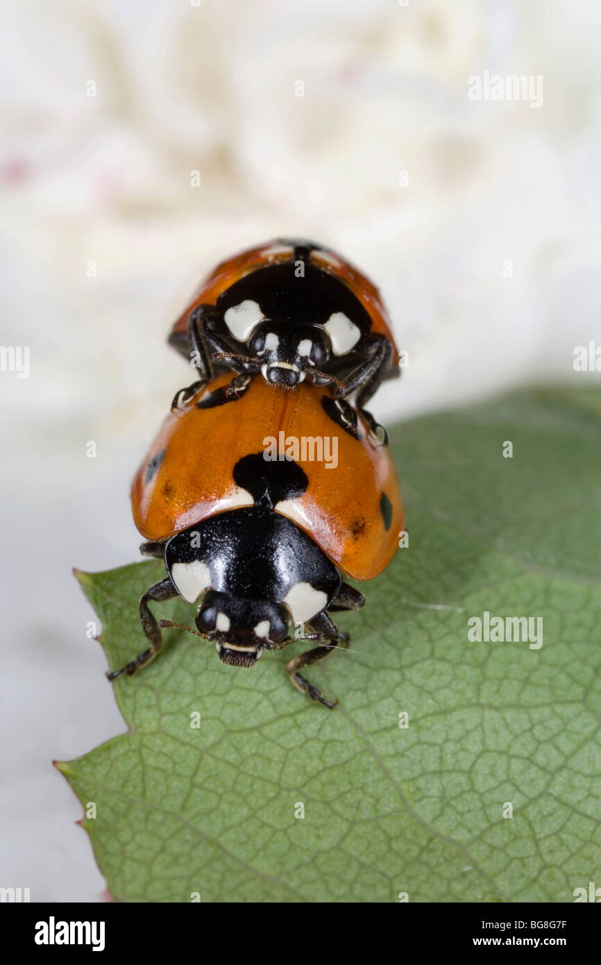 Mating of ladybirds / ladybugs Stock Photo - Alamy