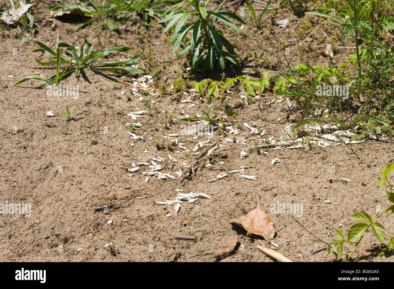 Common or Northern Map Turtle (Graptemys geographica). Predated egg ...