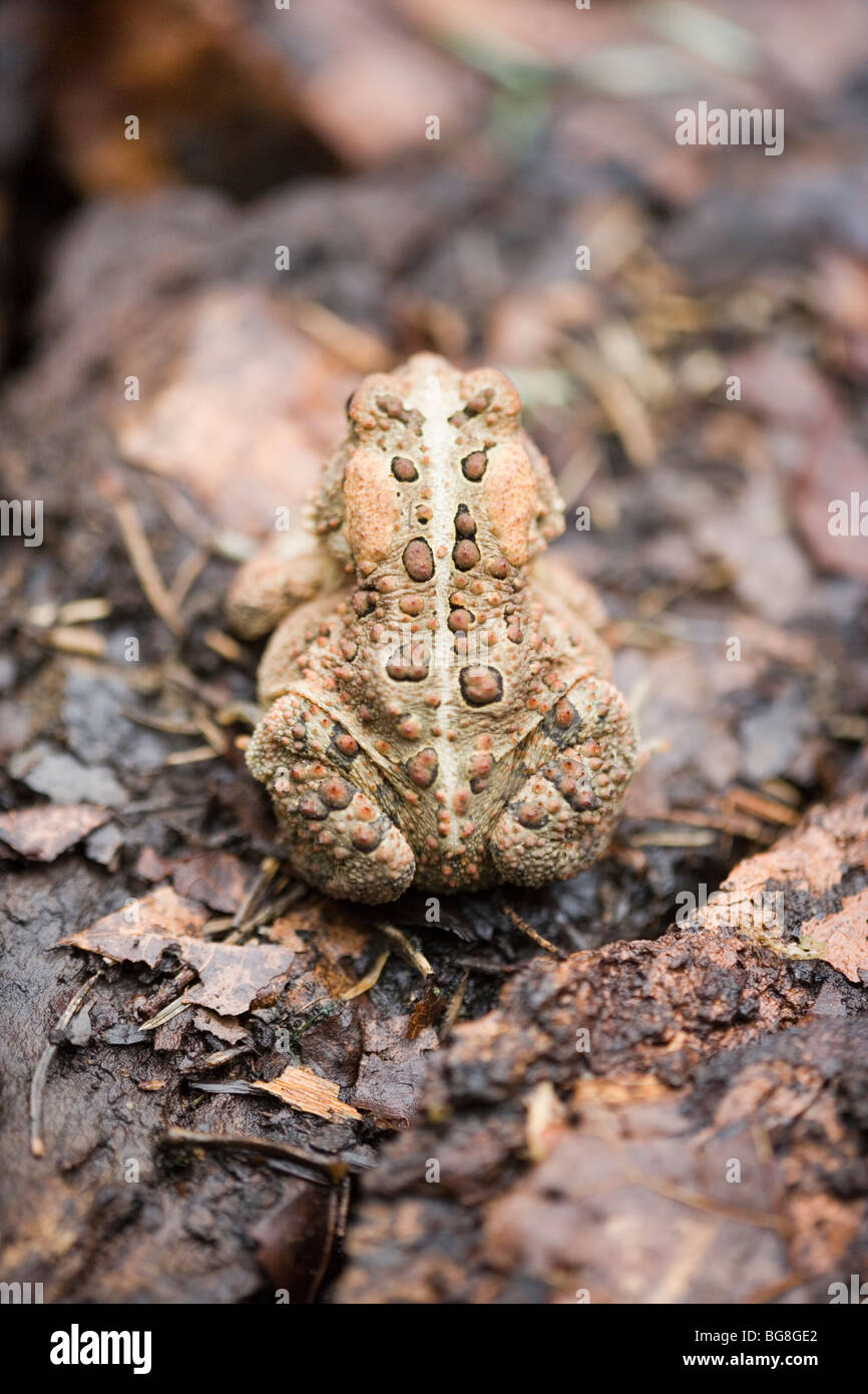 American Toad (Bufo americana). Camouflage markings. Irregular pattern ...