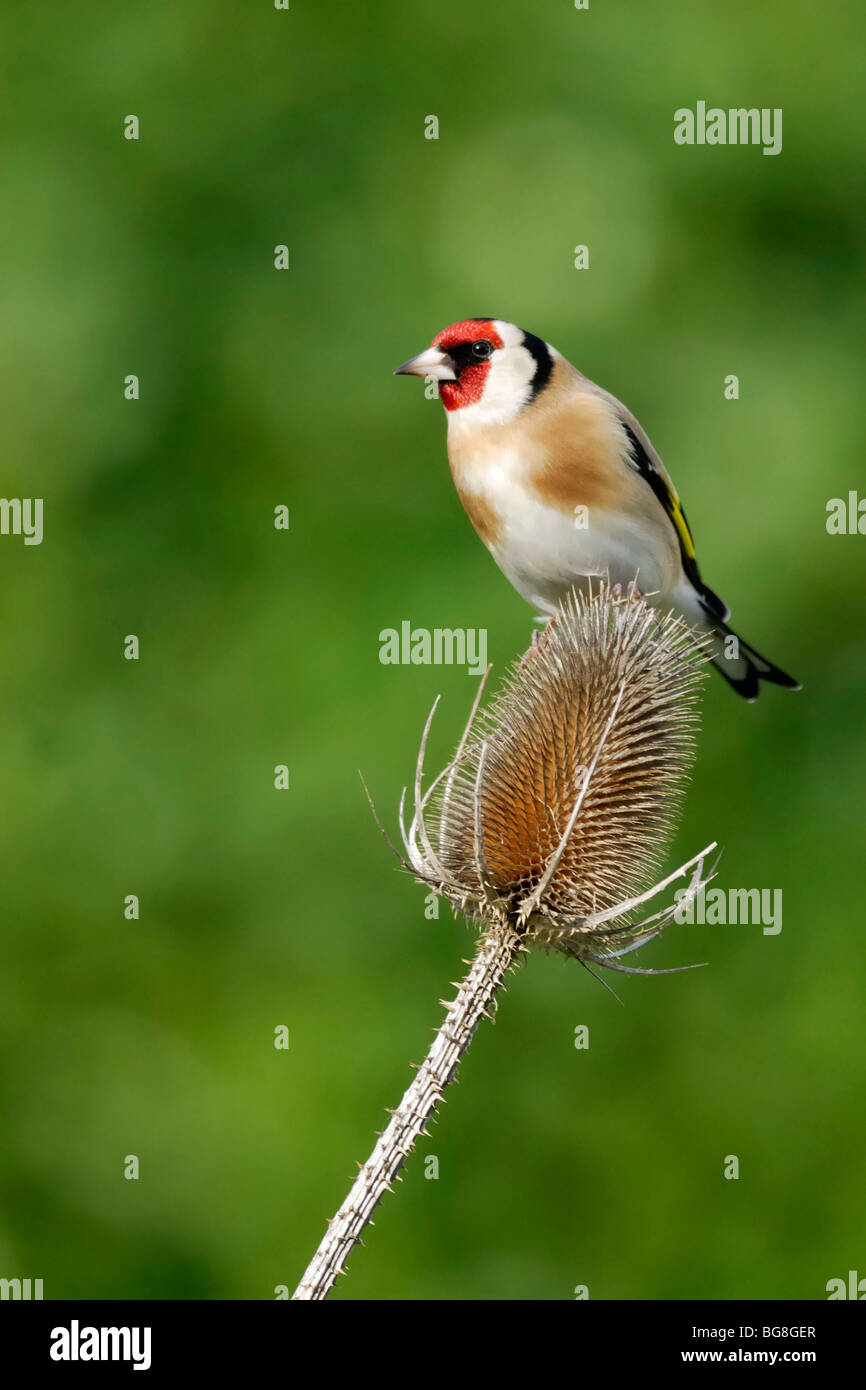 Shotportrai hi-res stock photography and images - Alamy