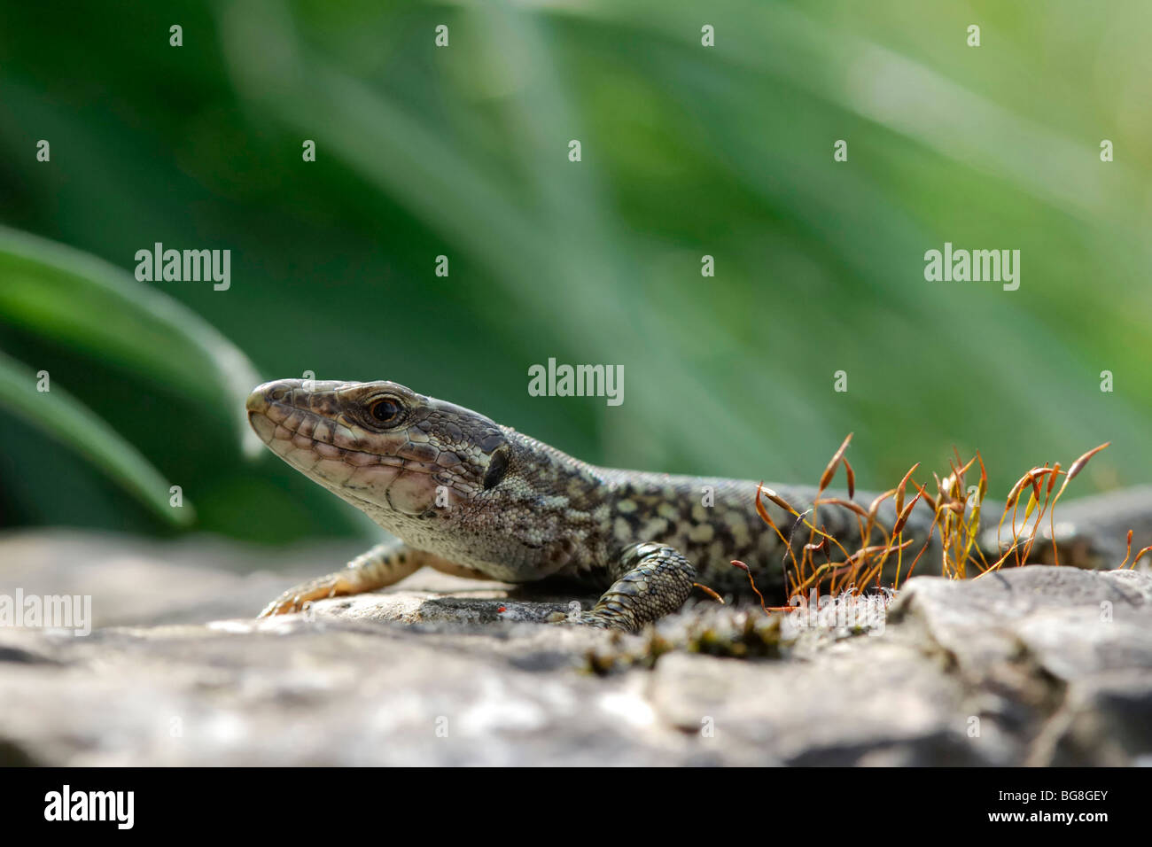 Common wall lizard Stock Photo - Alamy