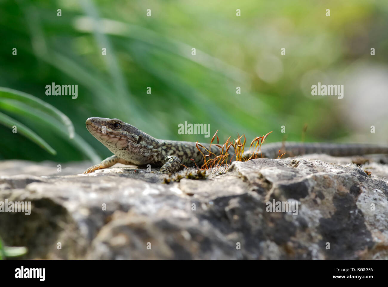 Common wall lizard Stock Photo - Alamy