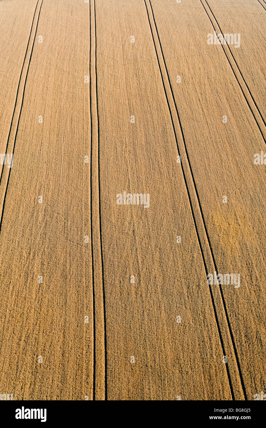 Aerial view over a wheatfield Stock Photo - Alamy