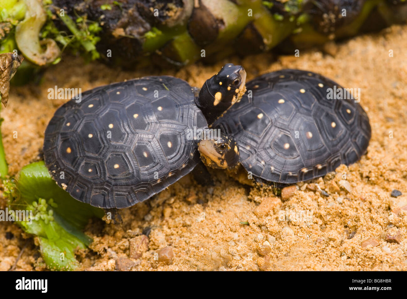 North American Spotted Turtles (Clemmys guttata Stock Photo - Alamy