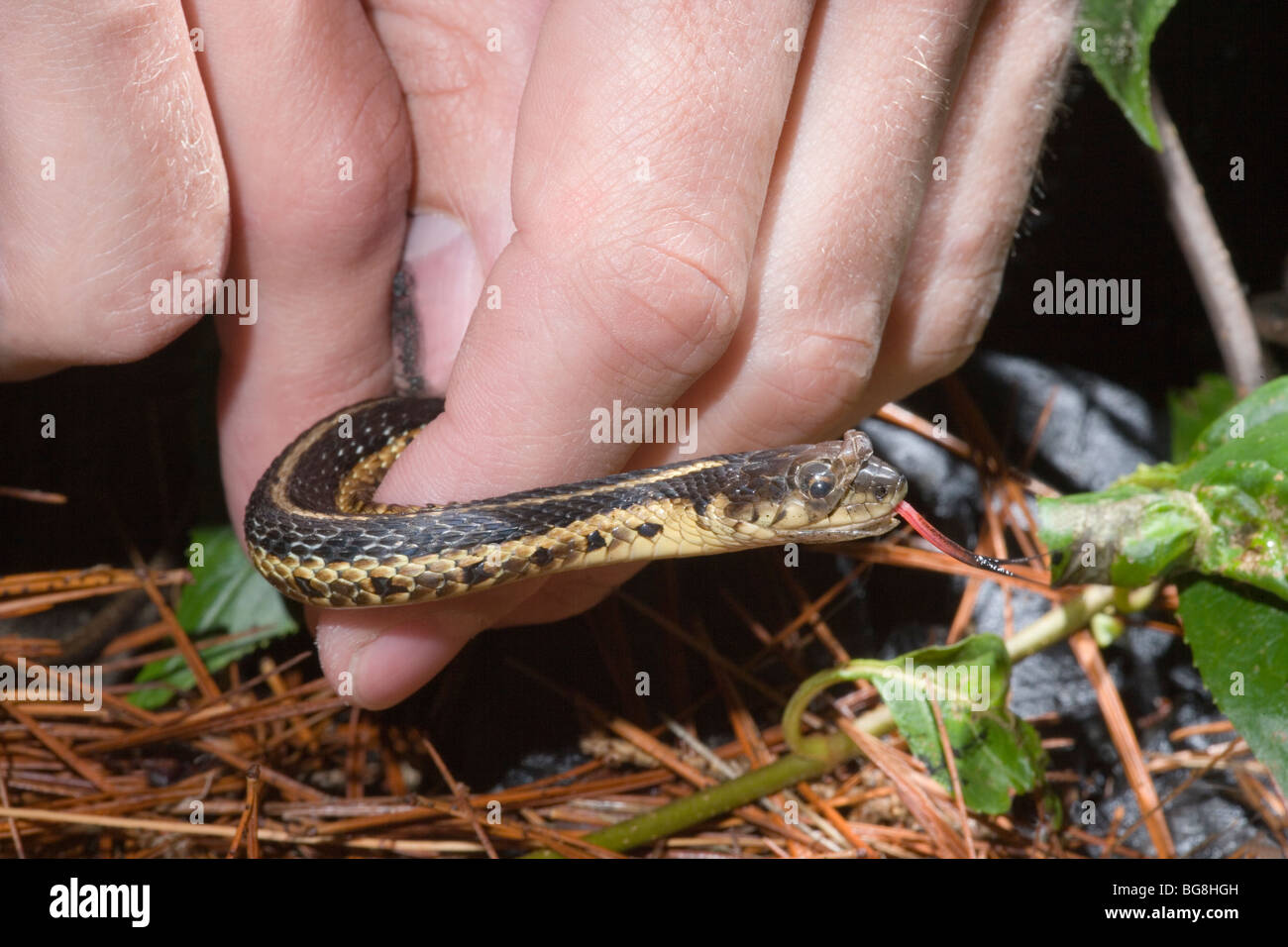 Common Garter Snake Head