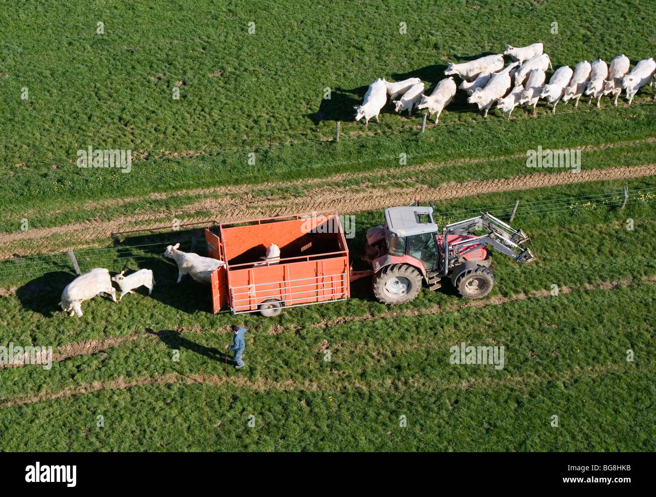 Charolais (breed) cows Stock Photo - Alamy