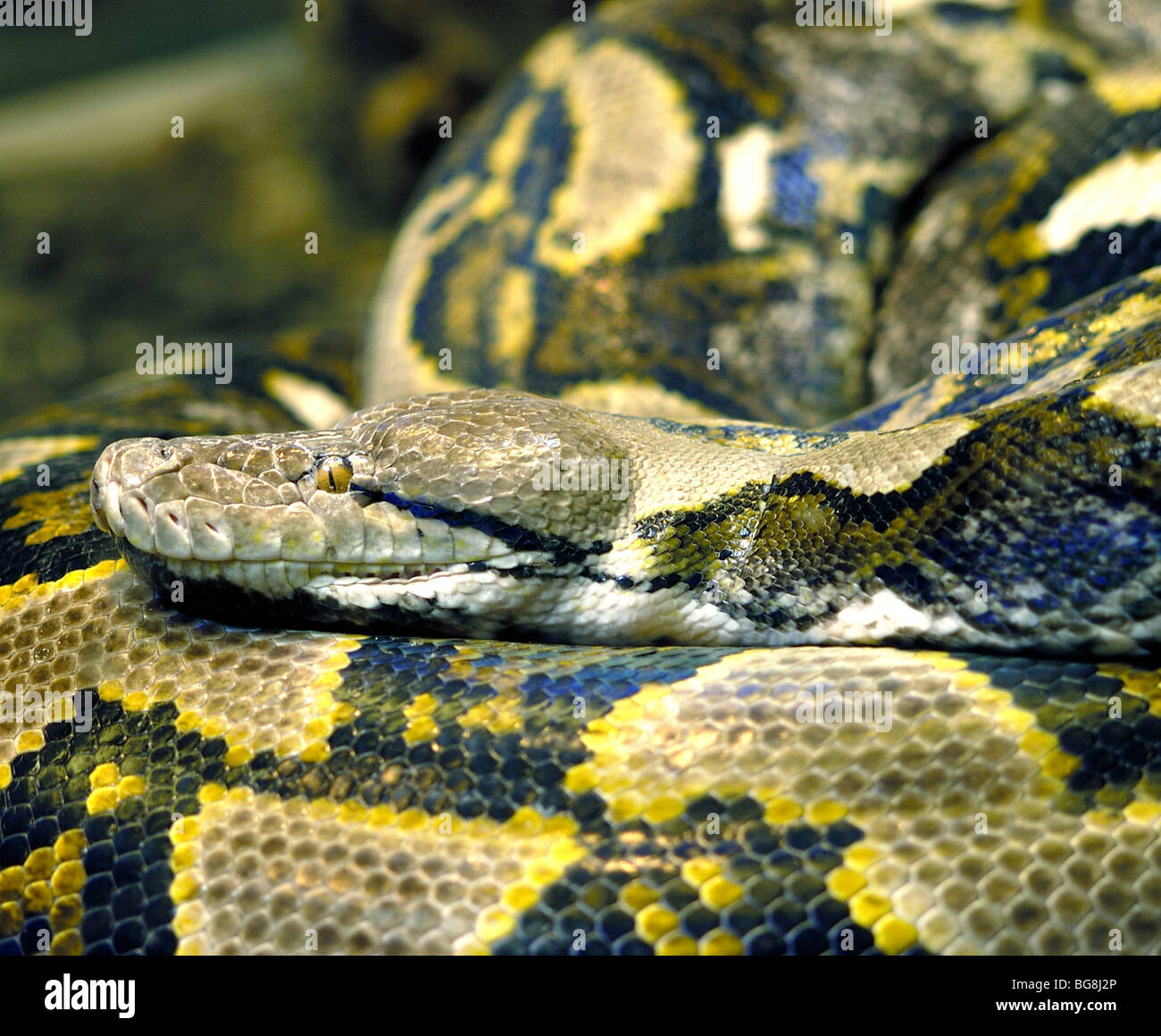 Python from Malaysia and Indonesia Stock Photo - Alamy
