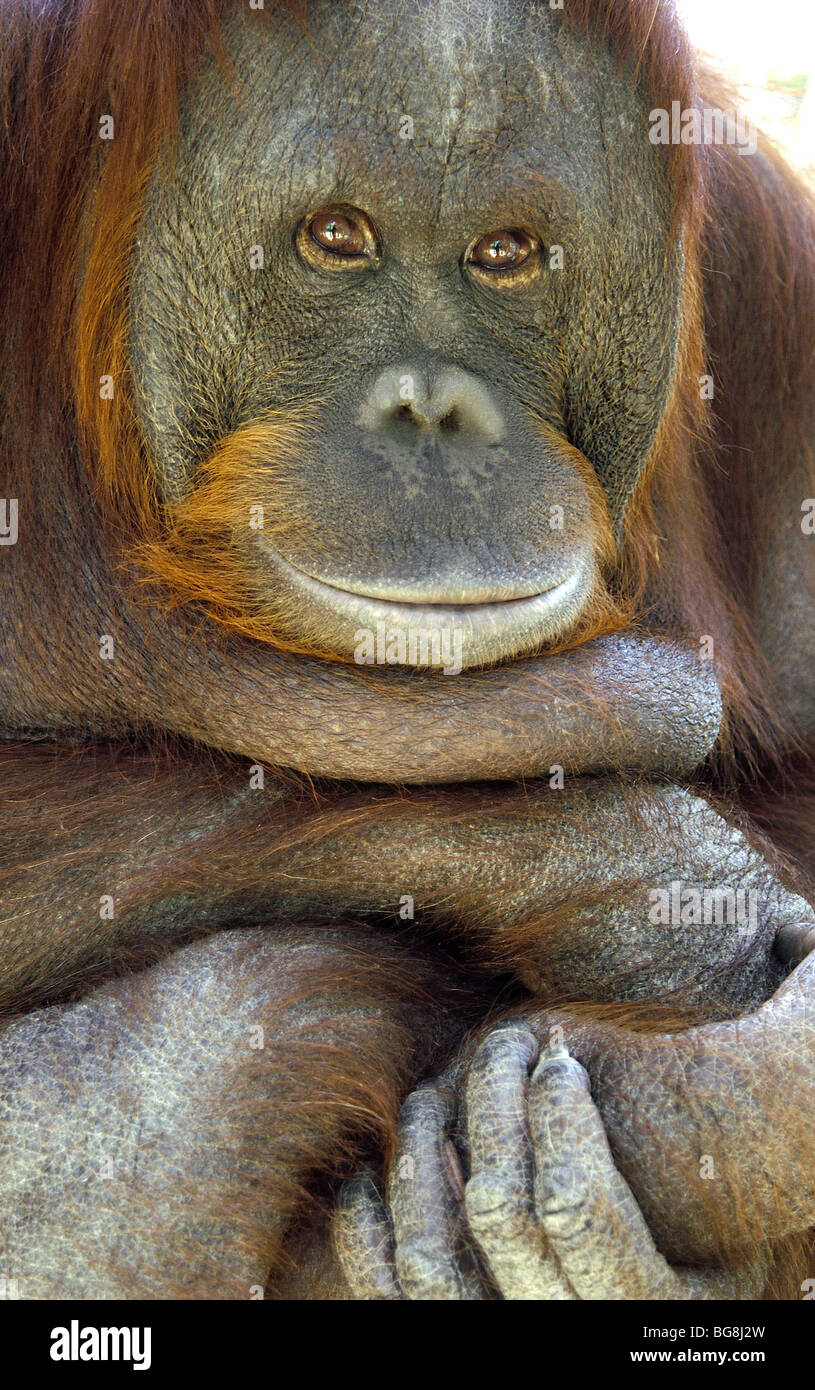 ORANGUTAN (Pongo pygmaeus Stock Photo - Alamy