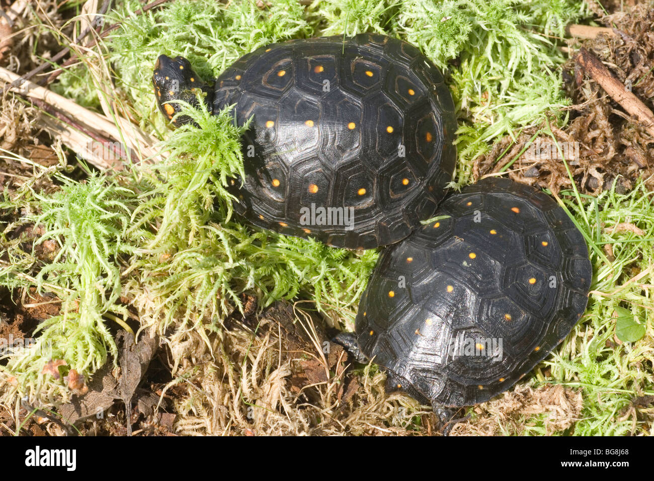North American Spotted Turtles (Clemmys guttata Stock Photo - Alamy