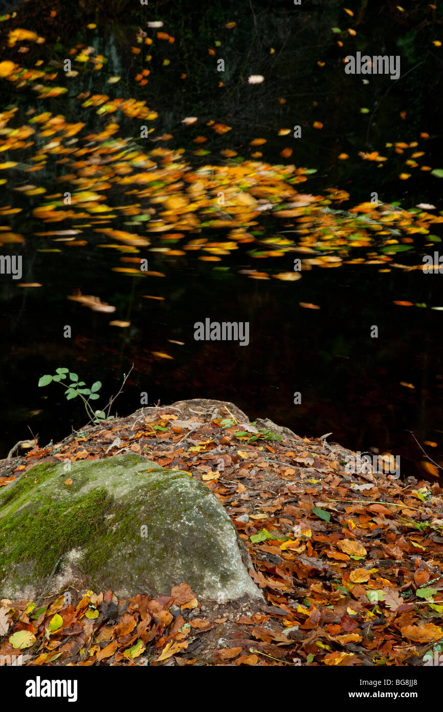 Autumn leaves, Quarry Pool Stock Photo - Alamy