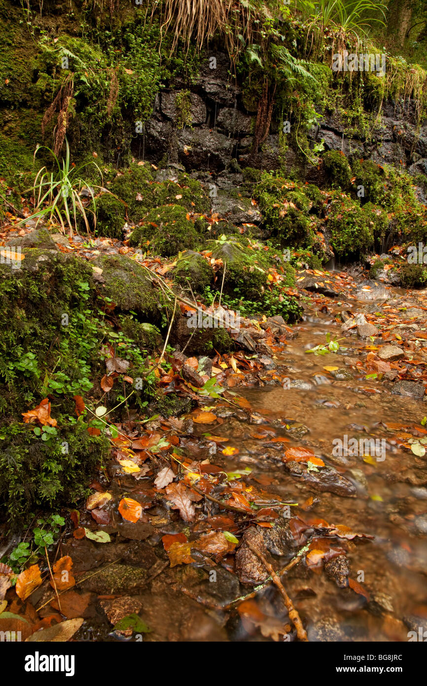 Stream at Kennall Vale Stock Photo - Alamy