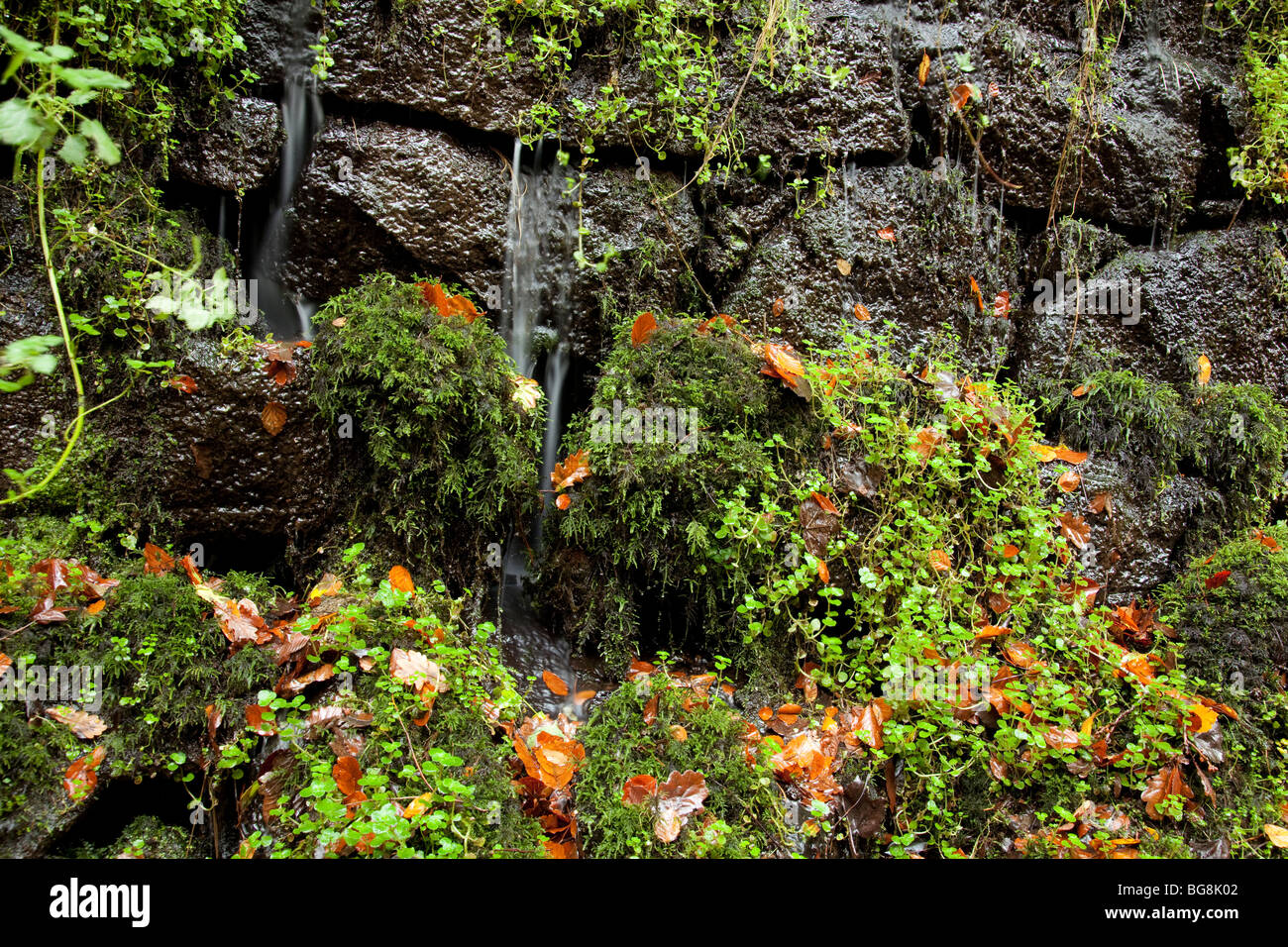 Moss covered wall hi-res stock photography and images - Alamy