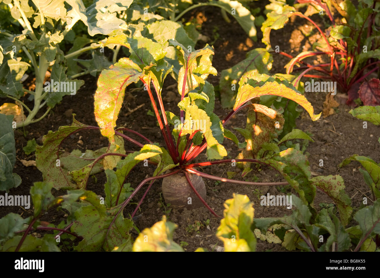 Beetroot growing on an allotment Stock Photo - Alamy