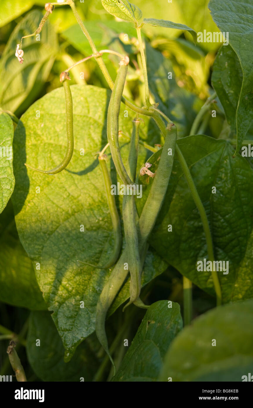 Dwarf beans growing hi-res stock photography and images - Alamy