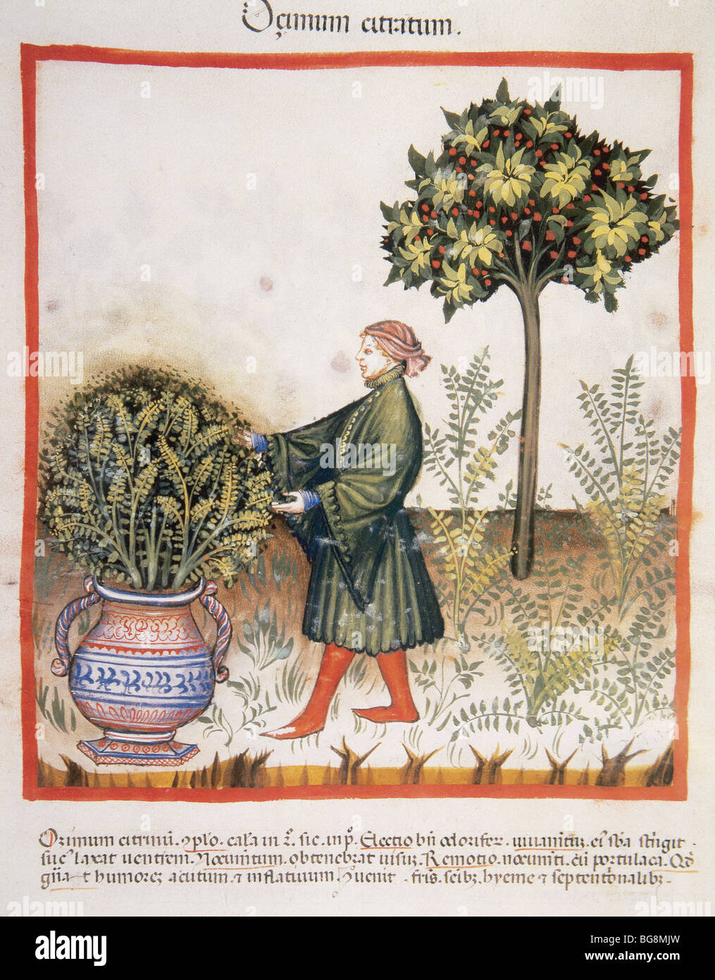 Tacuinum Sanitatis. Man picking basil Stock Photo - Alamy