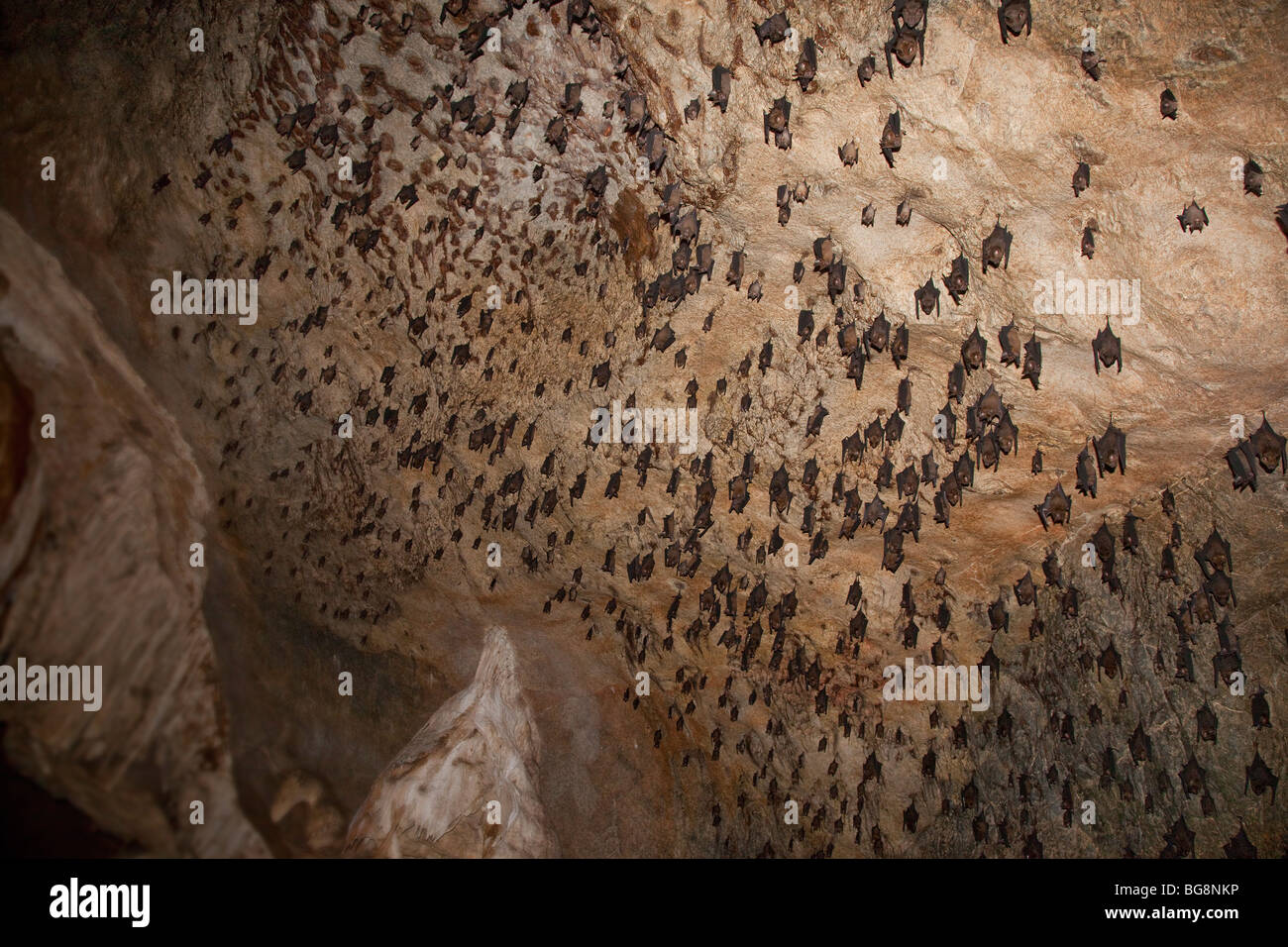 Fruit bats hi-res stock photography and images - Alamy