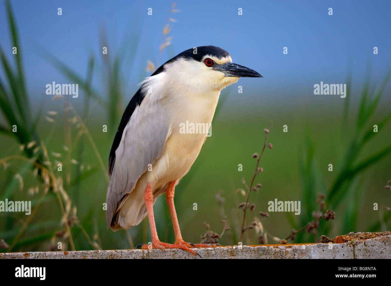 Nycticorax nycticorax waiting for a capture Stock Photo - Alamy