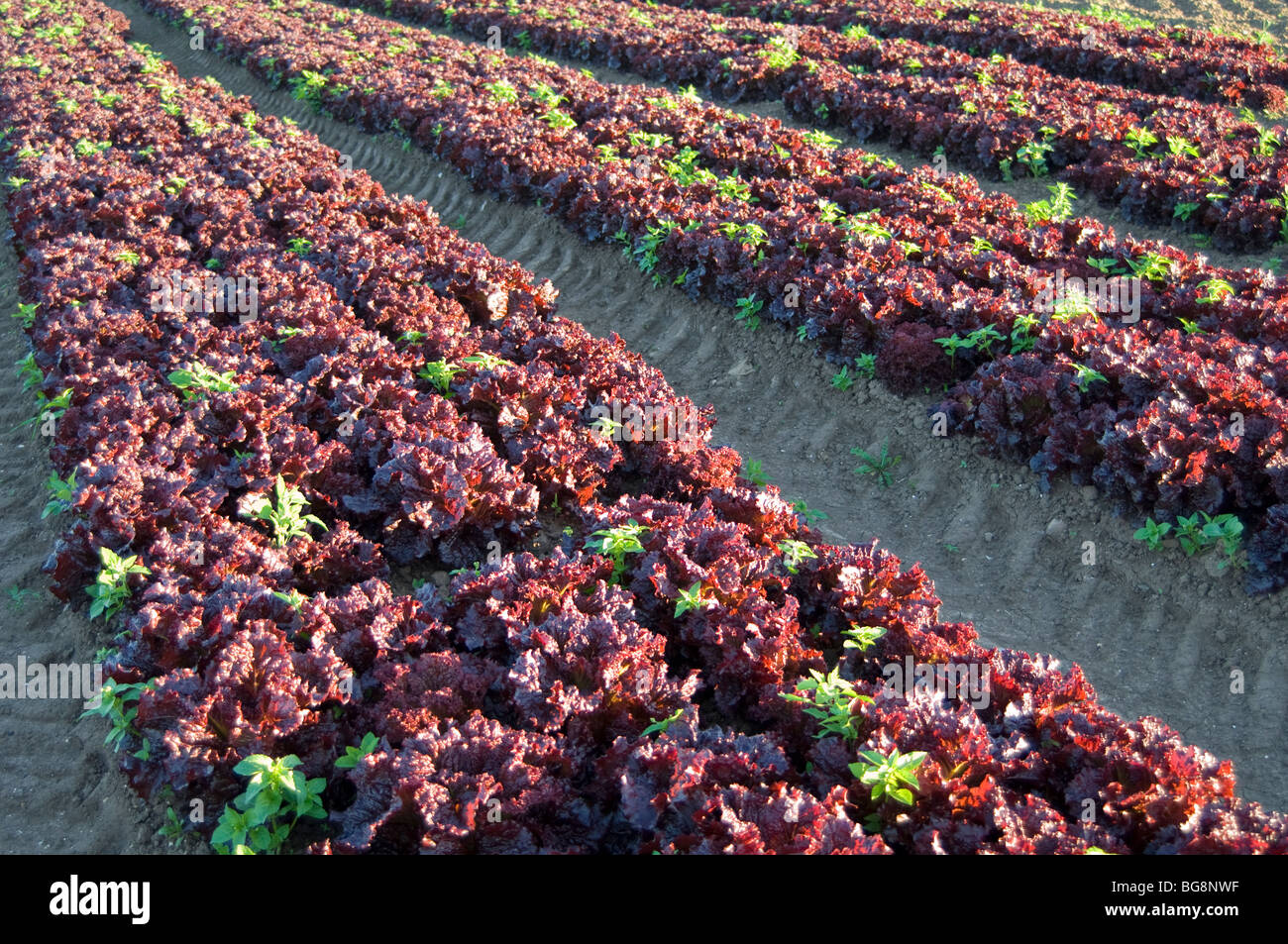 Large field of red lettuce growing in Worth, between Sandwich and Deal ...