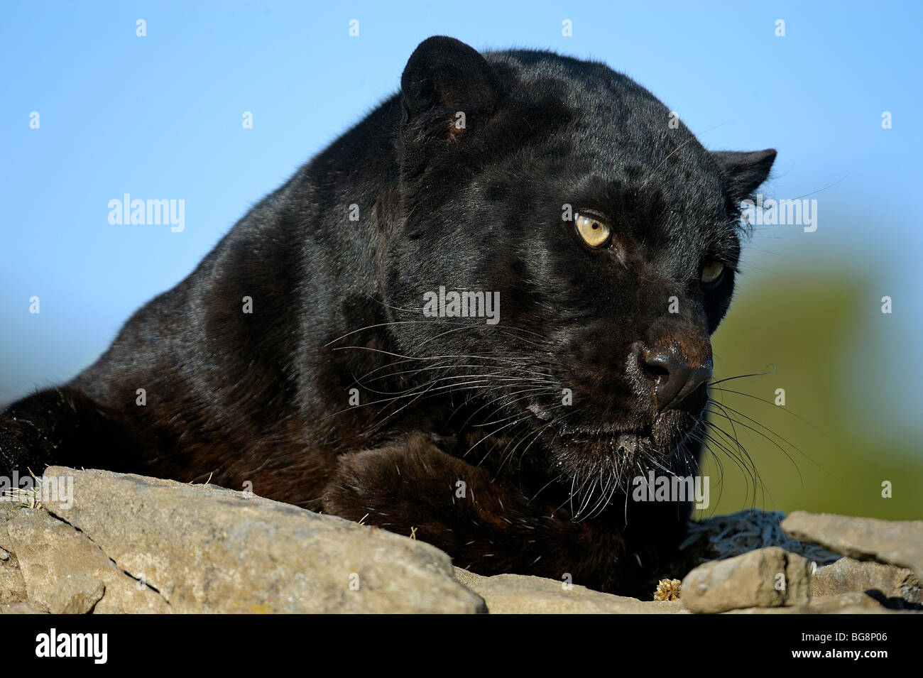 Melanistic black leopard (Panthera pardus)- captive, Bozeman, Montana ...