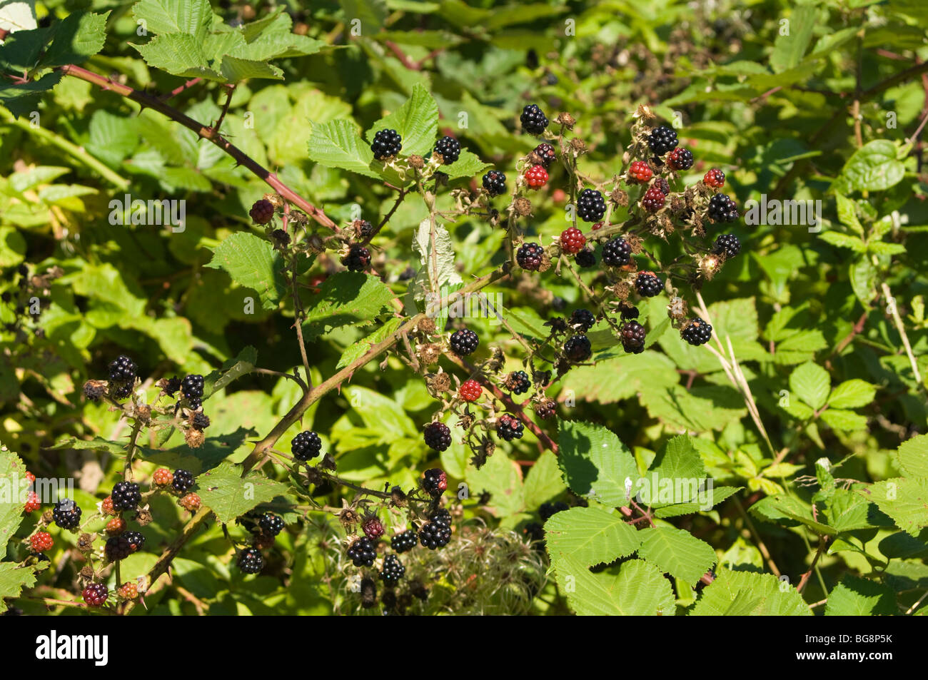 Brambles with ripe blackberries Stock Photo - Alamy