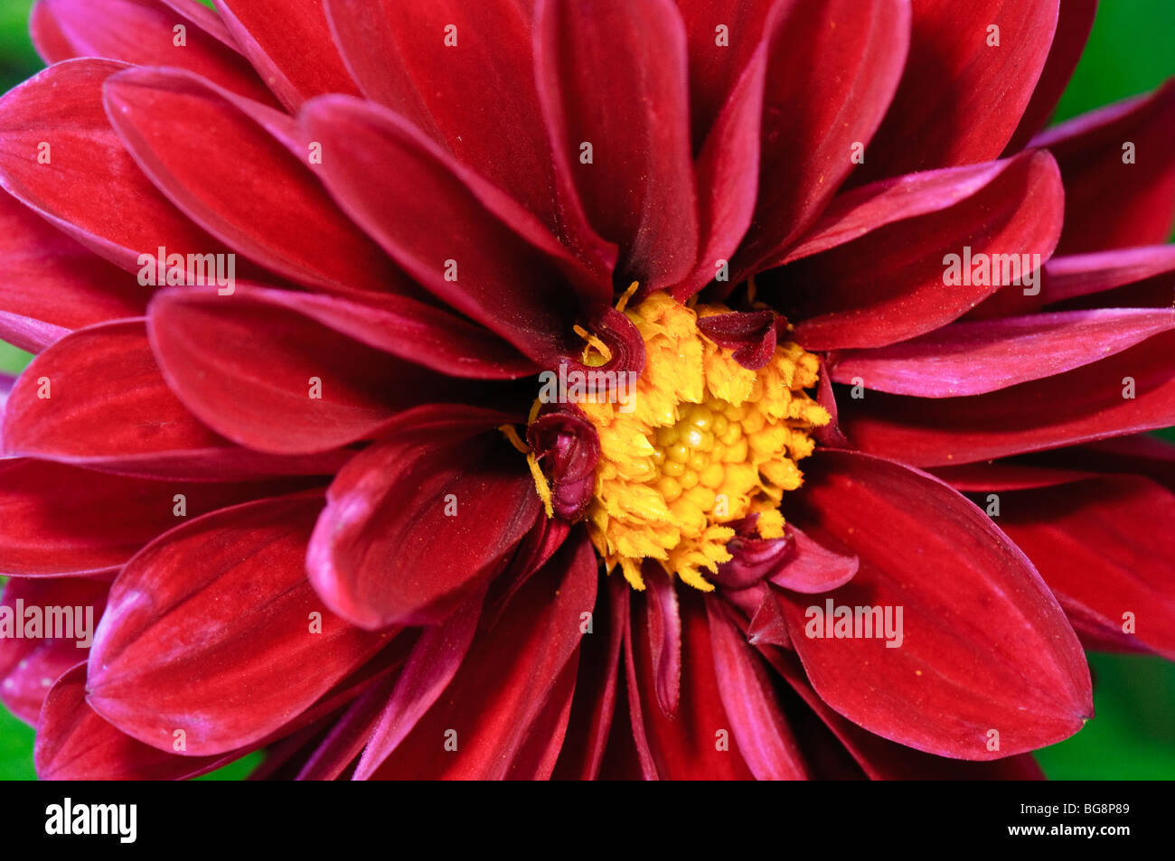 Red dahlia flower Stock Photo - Alamy